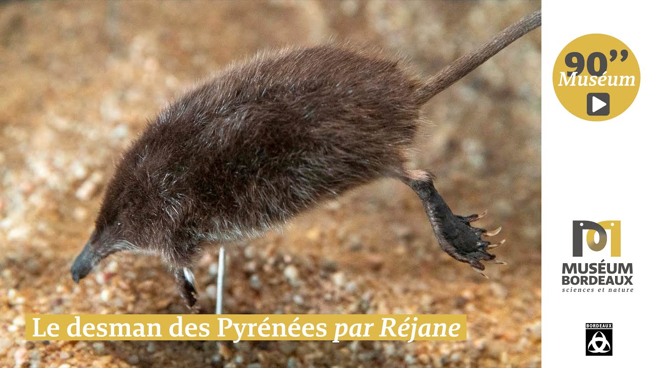90"Muséum - Le desman des Pyrénées par Réjane - YouTube