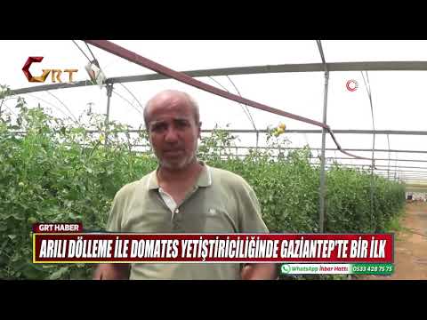 ARILI DÖLLEME İLE DOMATES YETİŞTİRİCİLİĞİNDE GAZİANTEP'TE BİR İLK