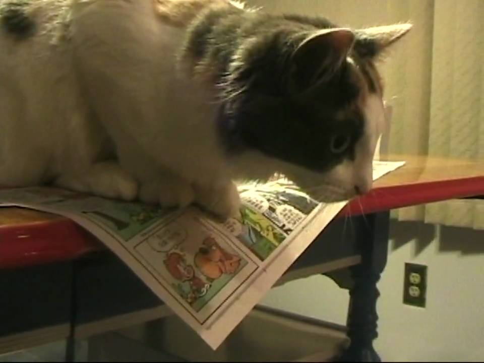 Heimlich Cat - YouTube