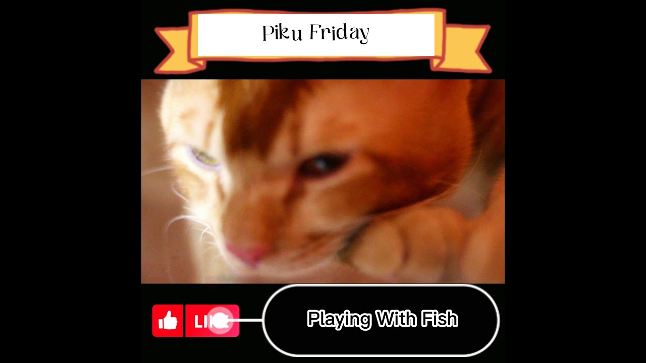 Cute & Funny Cats | Purr-fect Moments Compilation 2024 | Fluffy Kittens ...