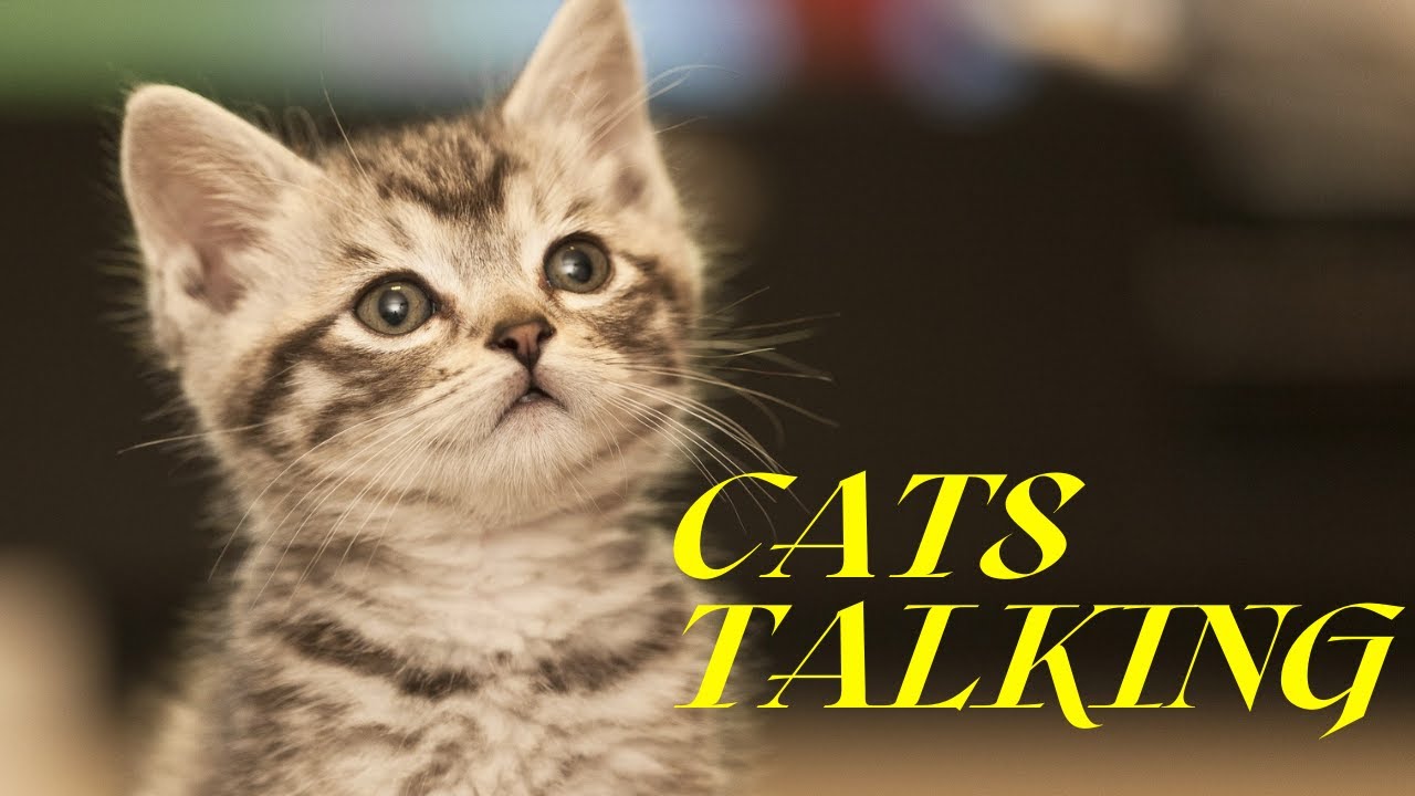 Cat's talking. These cats speak english - YouTube
