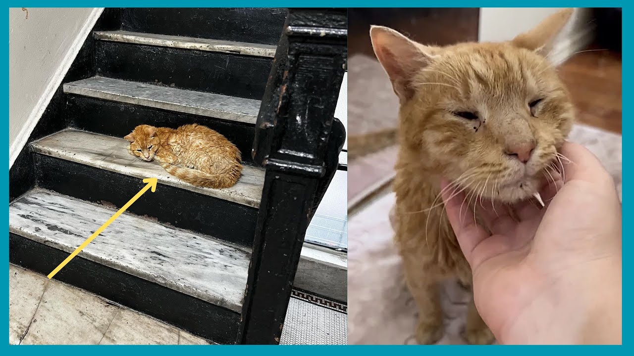 Woman Saved The Life Of An Abandoned Senior Cat Found On The Stairs ...