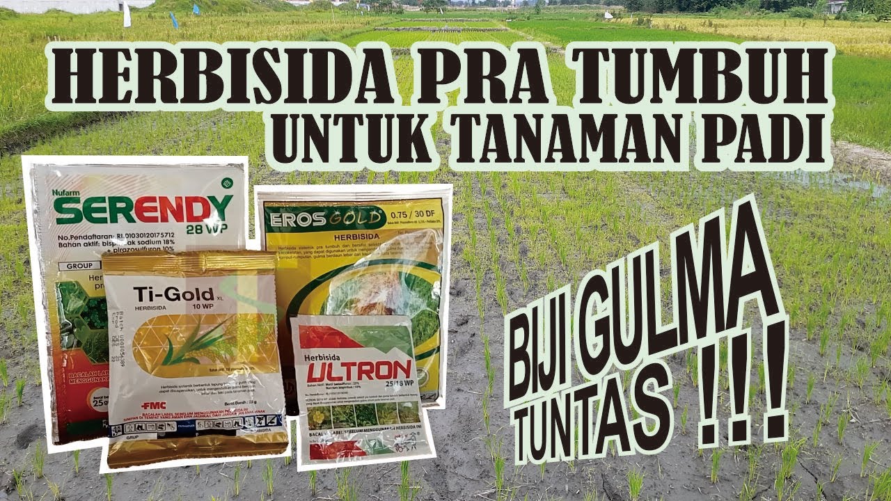 4 Jenis Herbisida Pra Tumbuh Untuk Tanaman Padi - YouTube