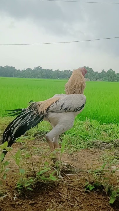 Parrot Nose Aseel (25 September 2023) - YouTube