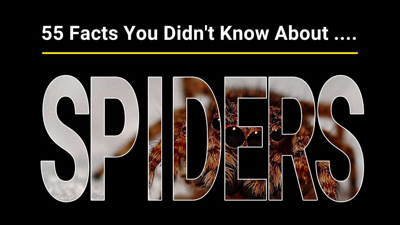 55 Creepy Facts You Didn't Know About Spiders - YouTube