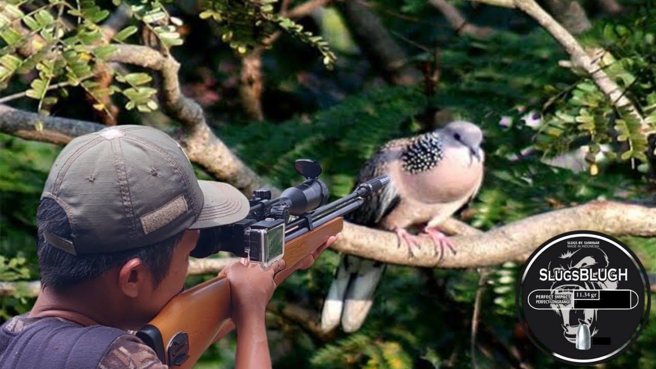 BERBURU TEKUKUR DI SPOT ISTIMEWA, TEKUKURNYA GEMUK-GEMUK - YouTube