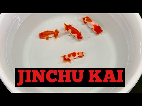 JINCHU KAI - Hand selecting TOP VIEW RANCHU from ⁠Star Fisheries - YouTube