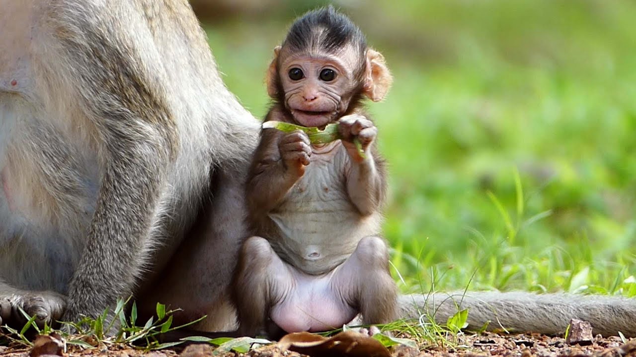 Wow... Very beautiful baby monkey with active, Look very adorable baby ...