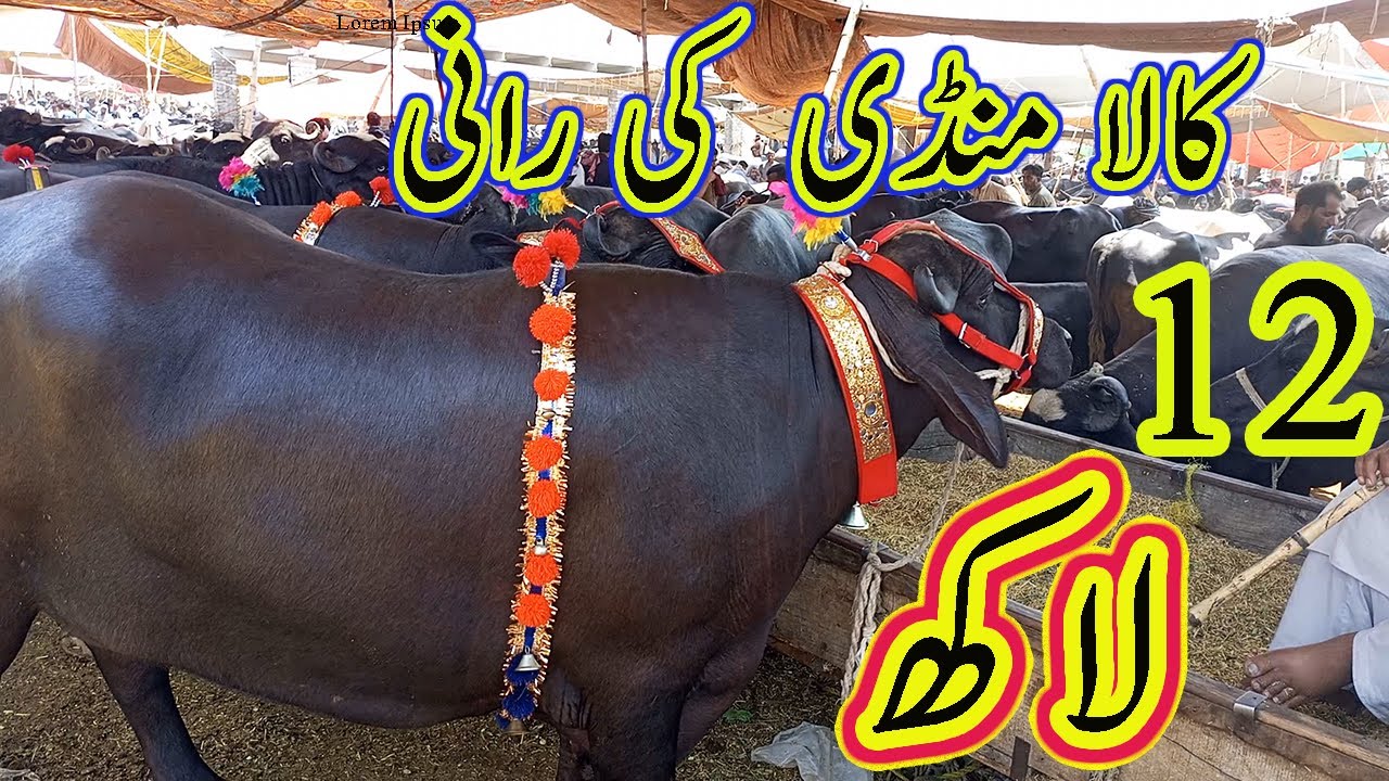 Peshawar Mandi Ka Sab Se Mehanga Janwar | Rani 12 Lak Ki | Kala Mandi ...