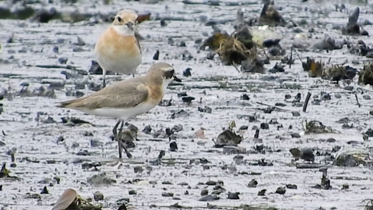 Lesser sand plover - YouTube