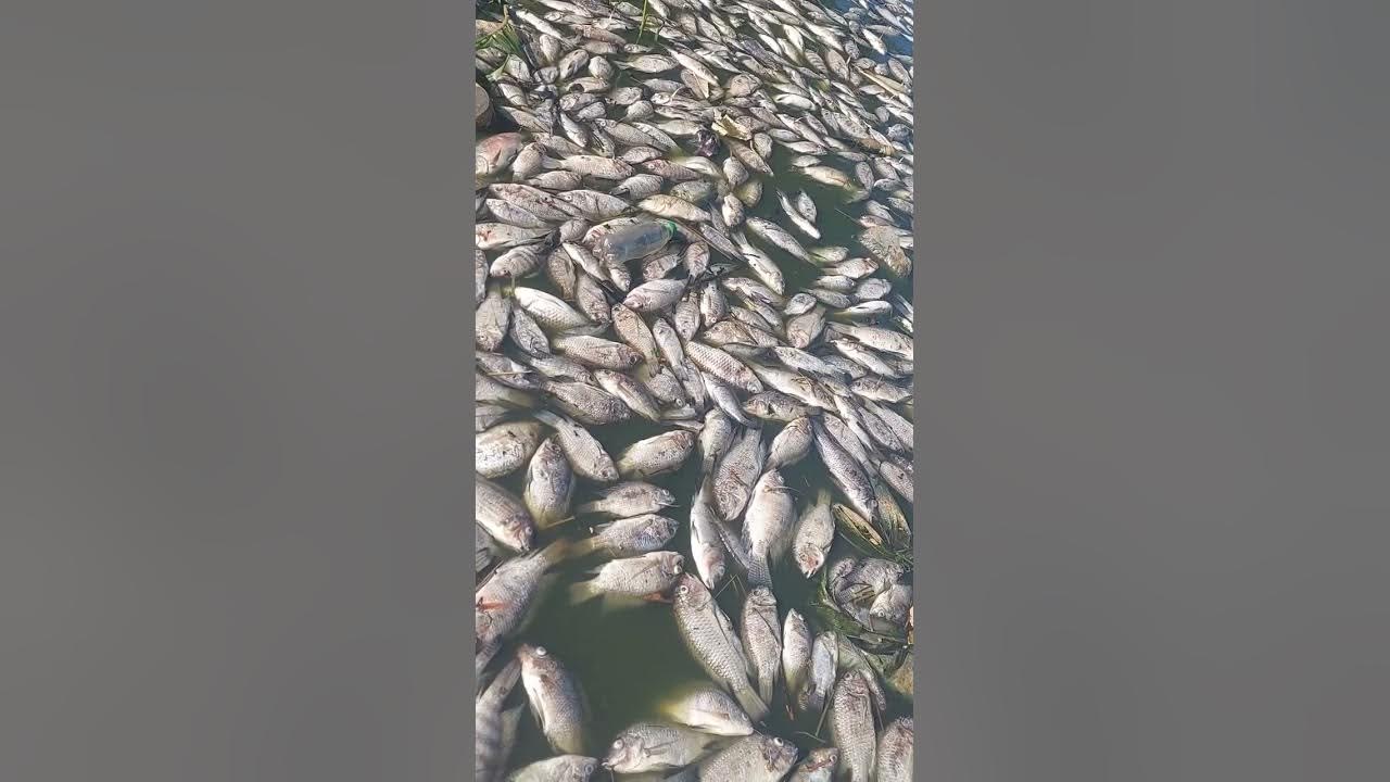 naglutangan yung mga isda patay - YouTube
