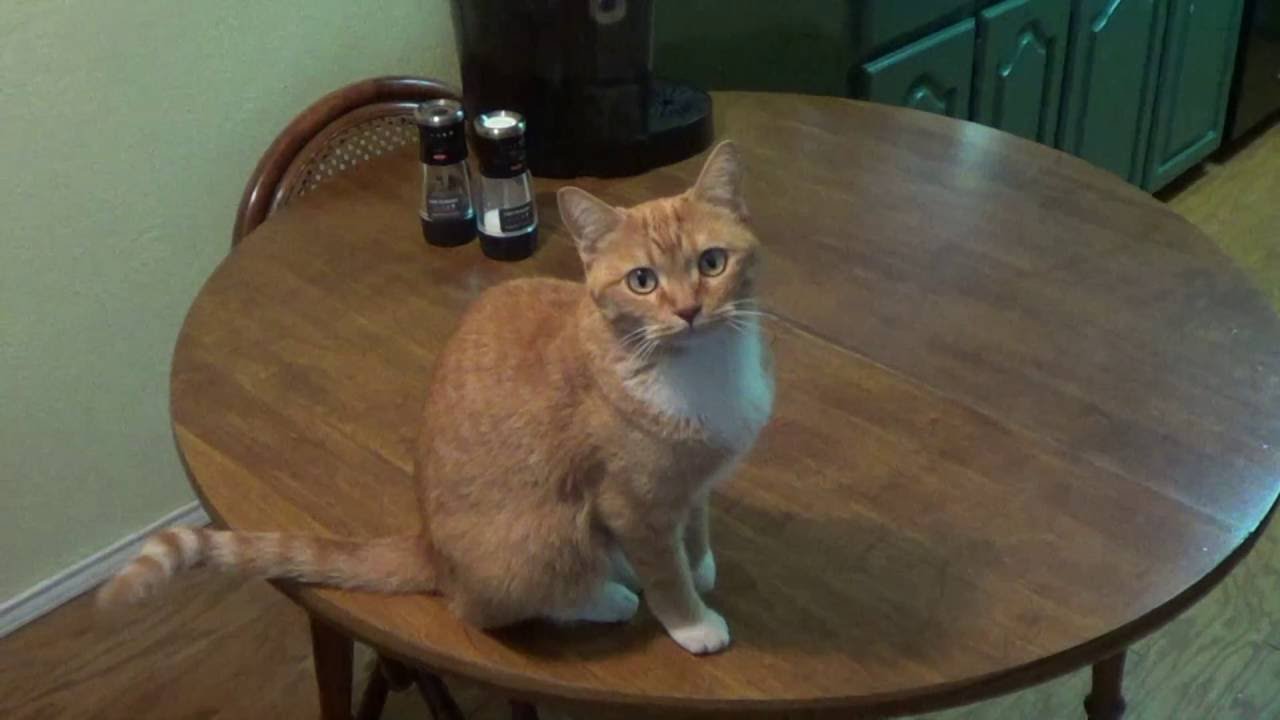 Fist Bumping Cat - YouTube