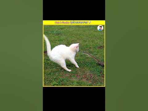 বিড়াল কেন সাপের কাছে জয়ী হয় | cat vs snake fight | Why Do Cats Win ...