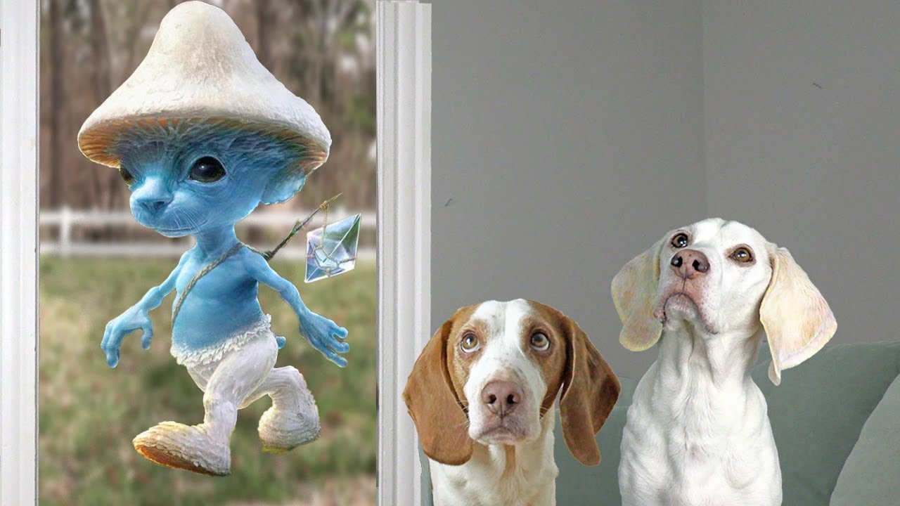 Dogs vs Smurf Cat In Real Life: Funny Dogs Maymo & Friends - YouTube