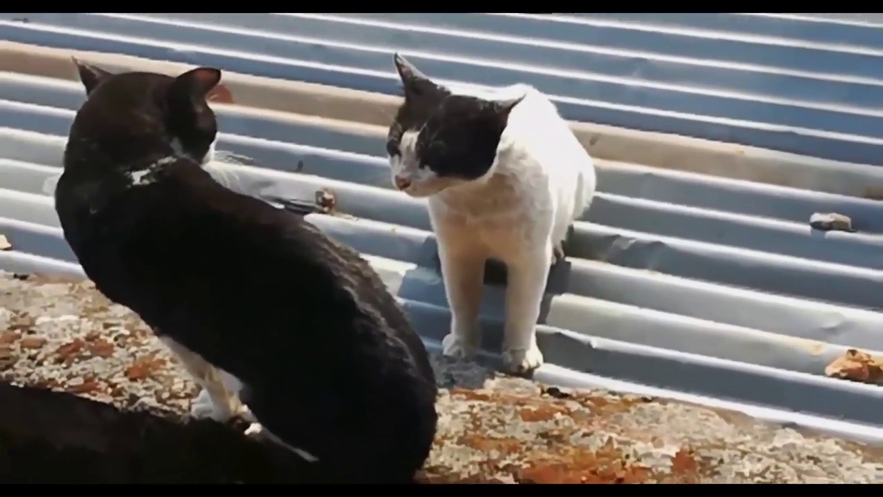 crazy vs Big cat Attitude - Crazy cat Fighting Moment - Two cats Take ...