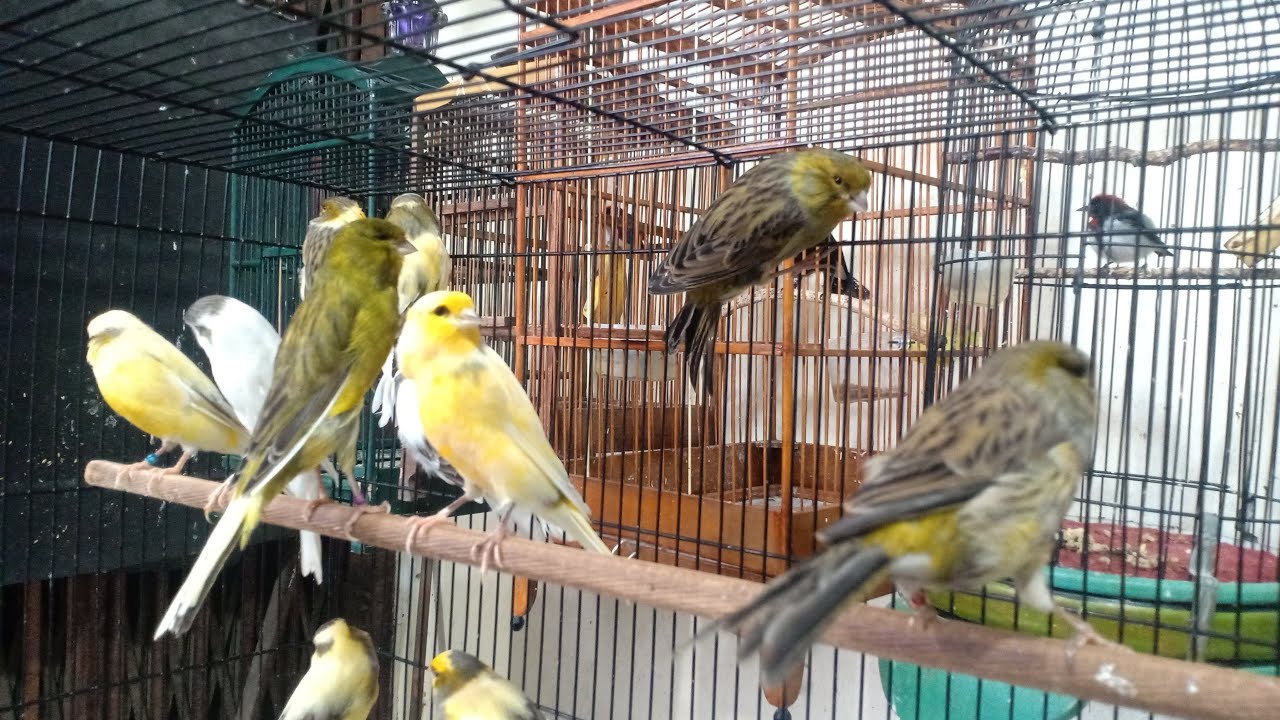 LELANG MURAH KENARI GACORAN MULAI LOPER, RASMI, SF DAN YS - YouTube