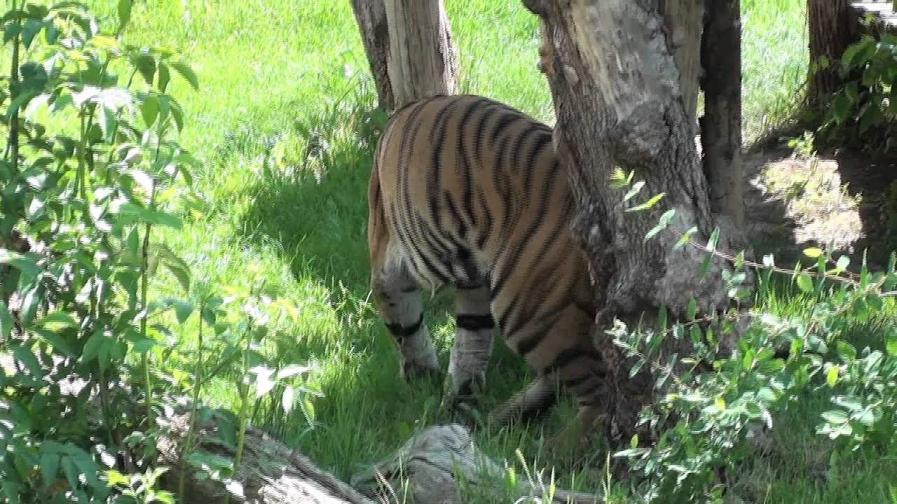 ZOO Praha - Tygr - YouTube