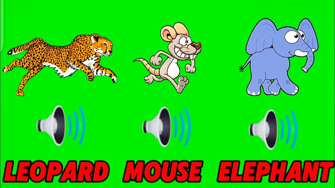 Leopard,Mouse,Elephant Cartoon Animal Animations and Sounds ‼️ - YouTube