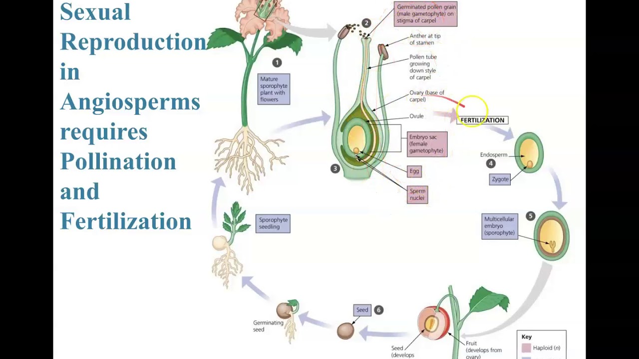 Sexual Reproduction in Angiosperms Requires Pollination and ...