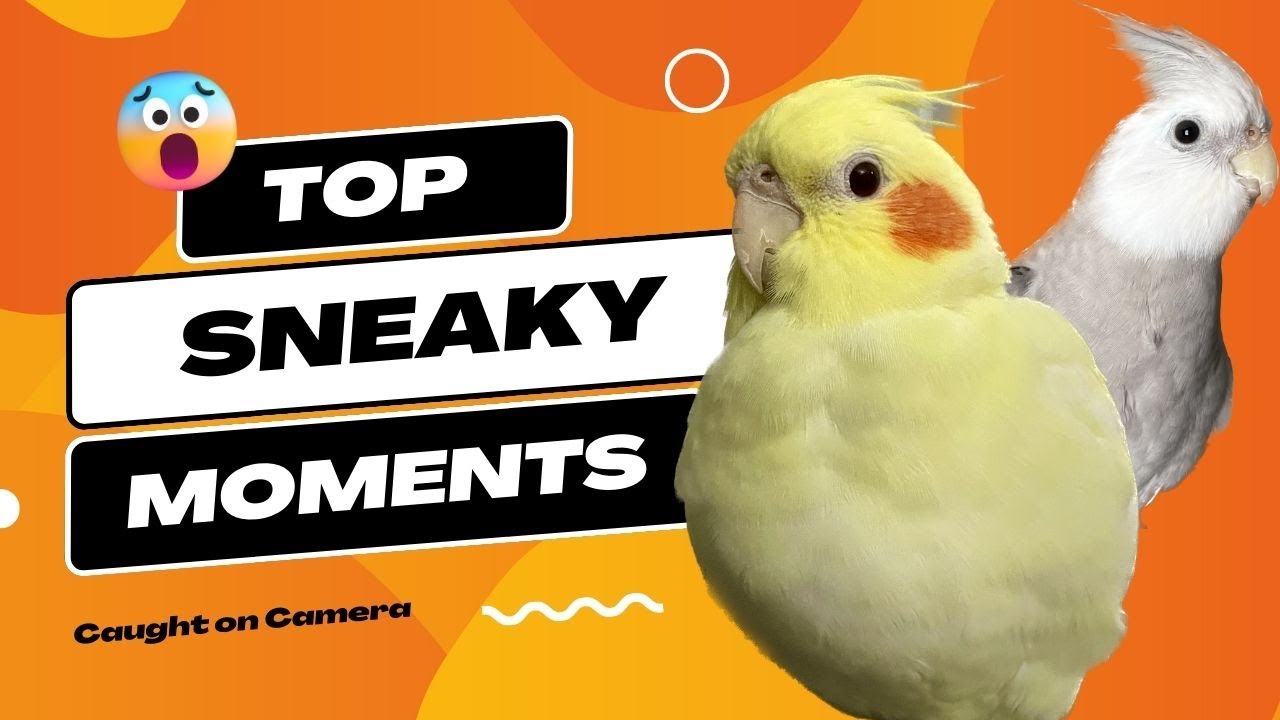 Funny Bird Being Sneaky Compilation Part 2 - YouTube