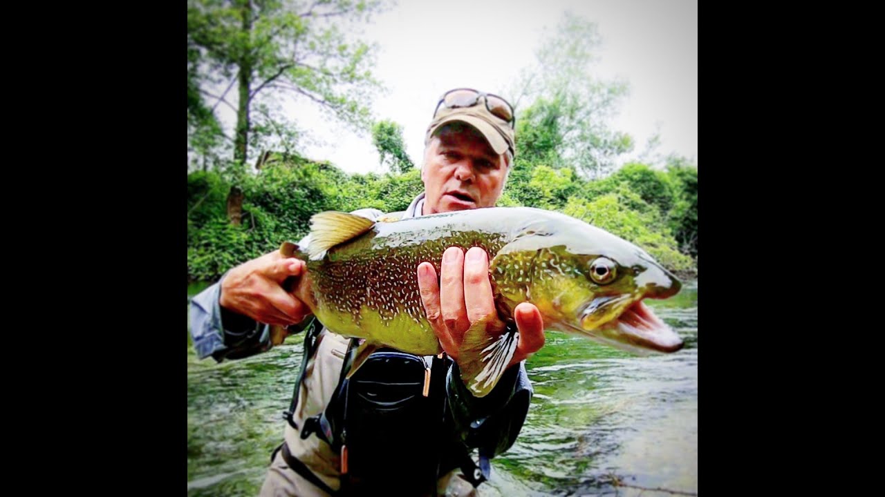 Trota marmorata da sogno ...su bollata - YouTube