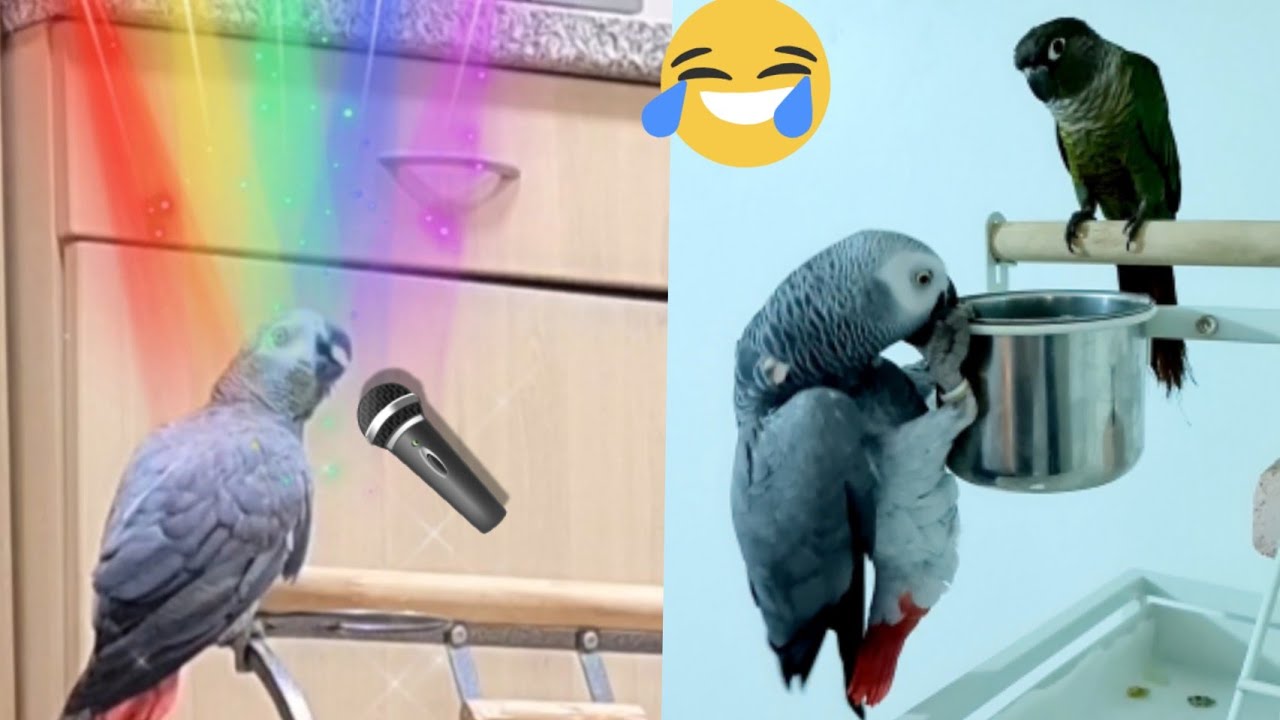 Parrot Singing Spongebob Song 😂 - YouTube