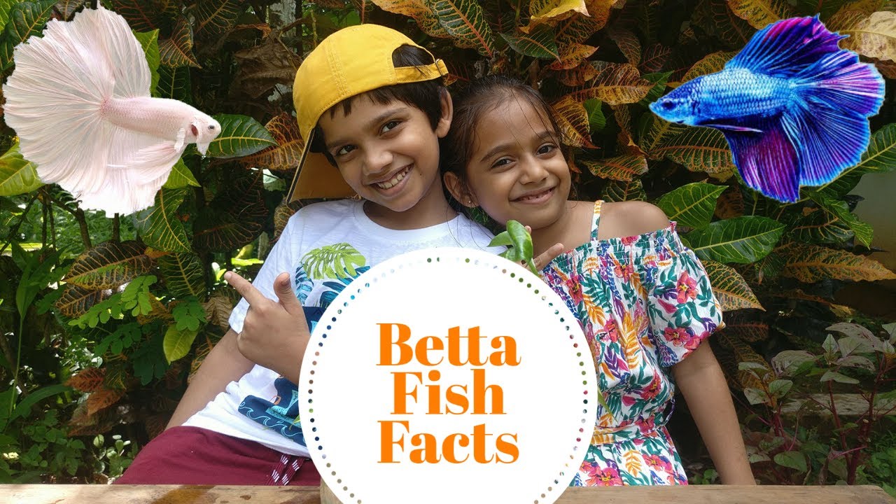 Betta Fish | Facts about betta fish by kids - YouTube