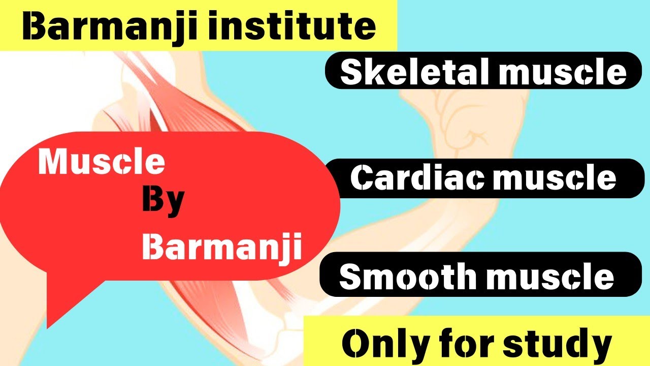 Classification of muscle | skeletal | cardiac | smooth | voluntary ...