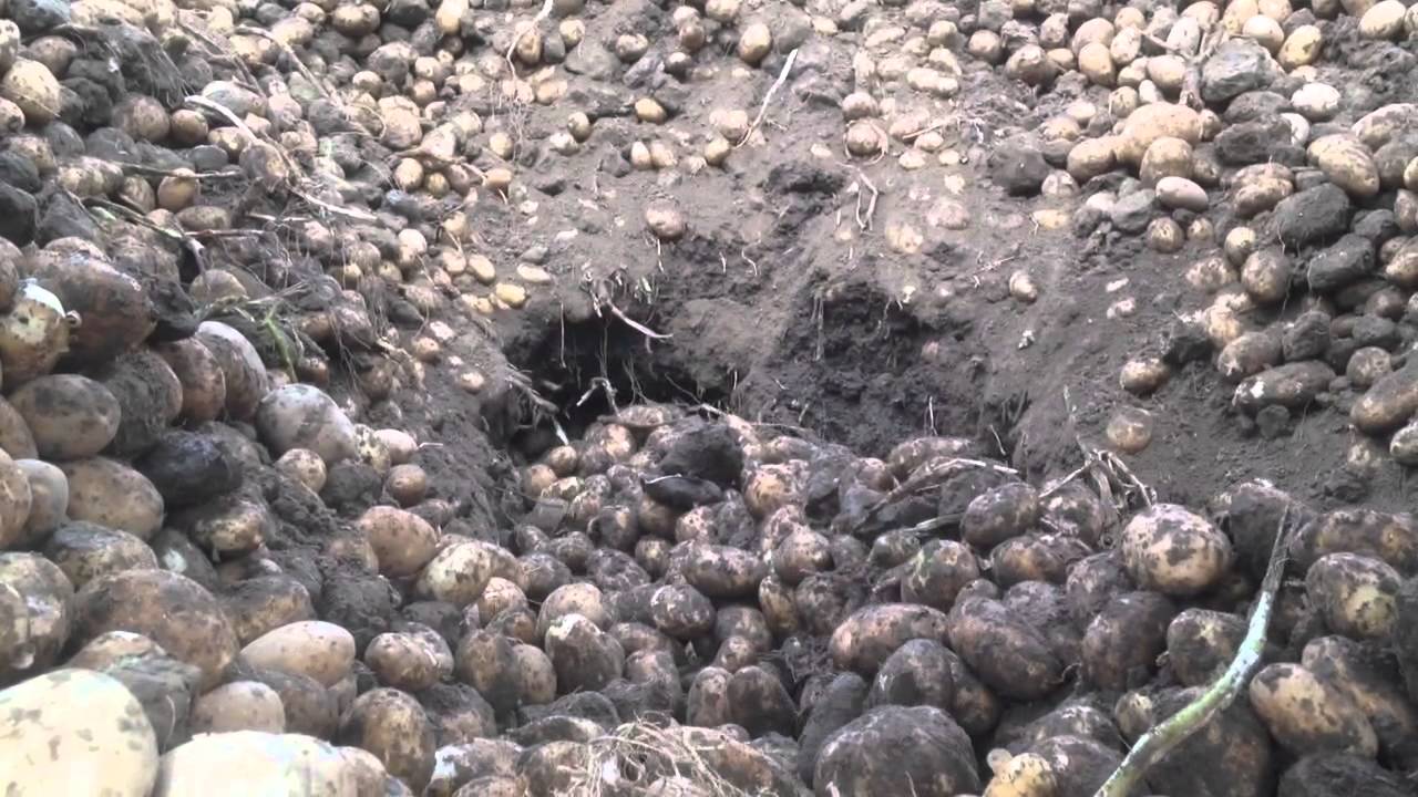 Potato Cave - YouTube
