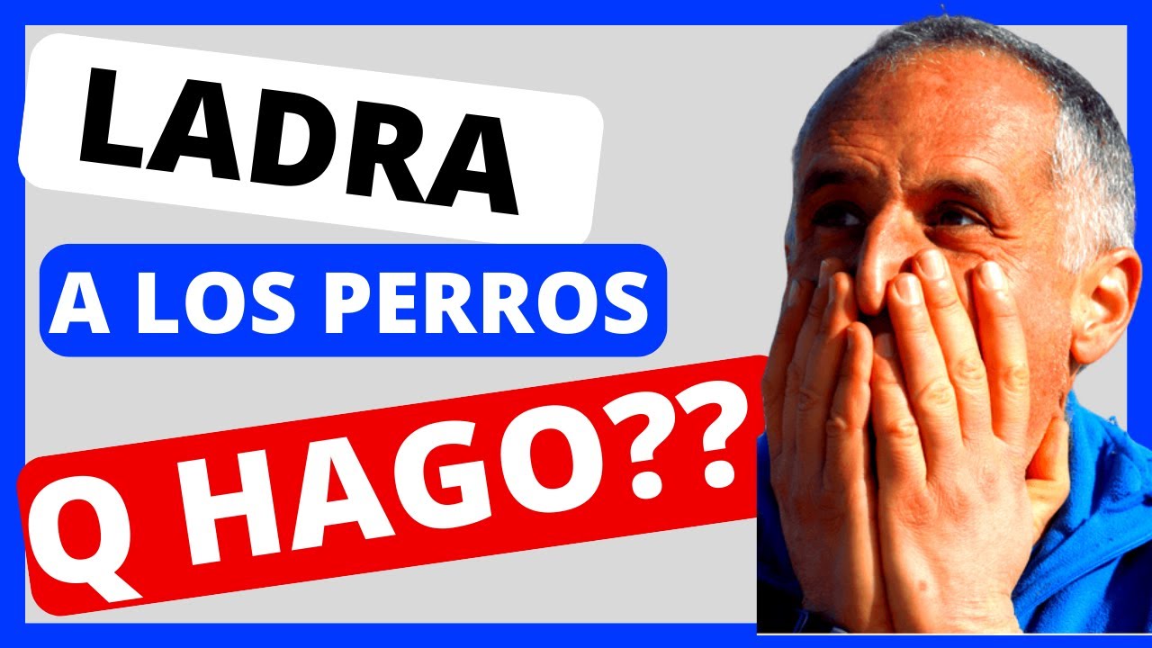 Mi Perro LADRA cuando ve a OTROS PERROS😡 ( te cuento el Por Qué y la ...