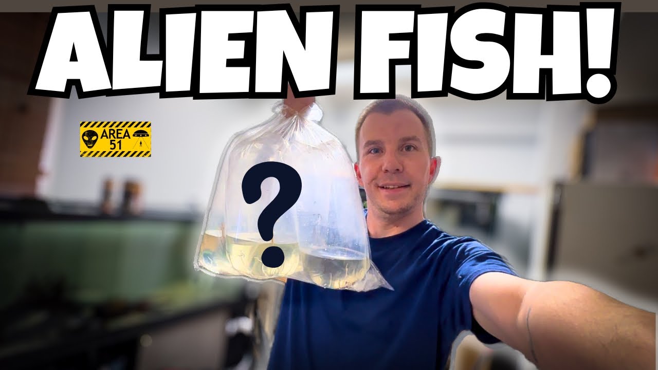 NEW *ALIEN FISH* FOR MY AQUARIUM! - YouTube