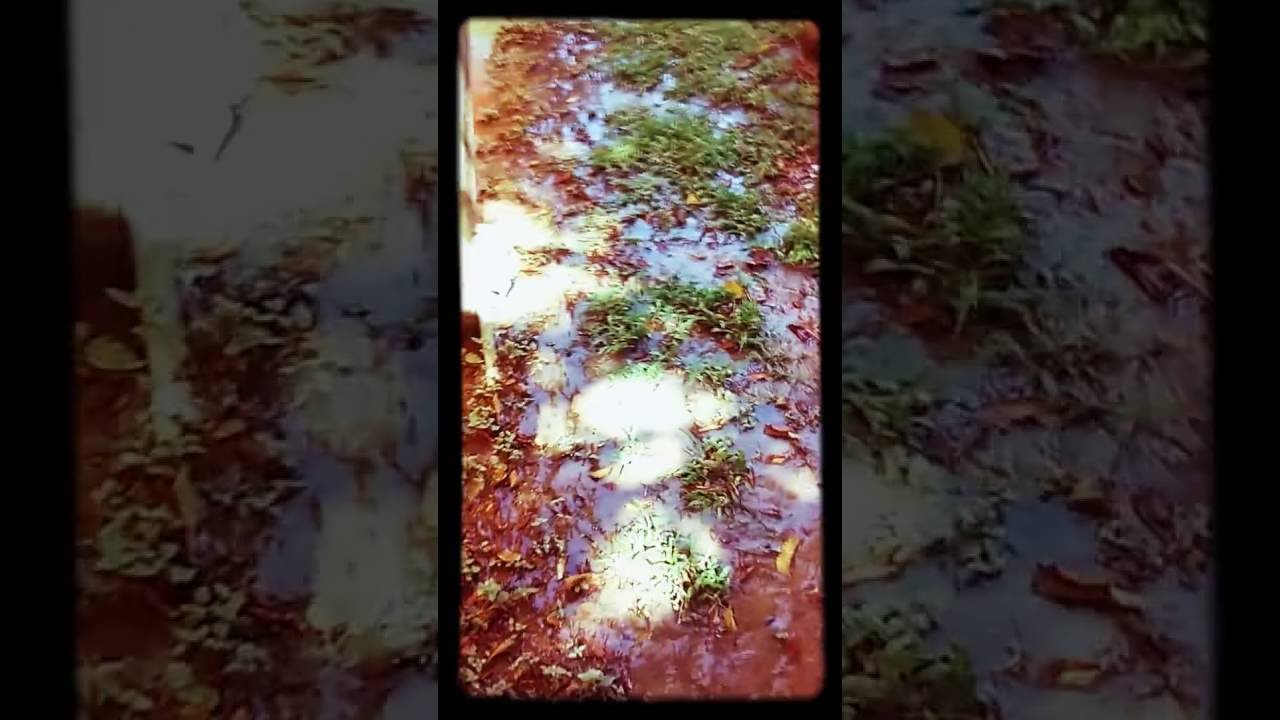 Fat turtle - YouTube