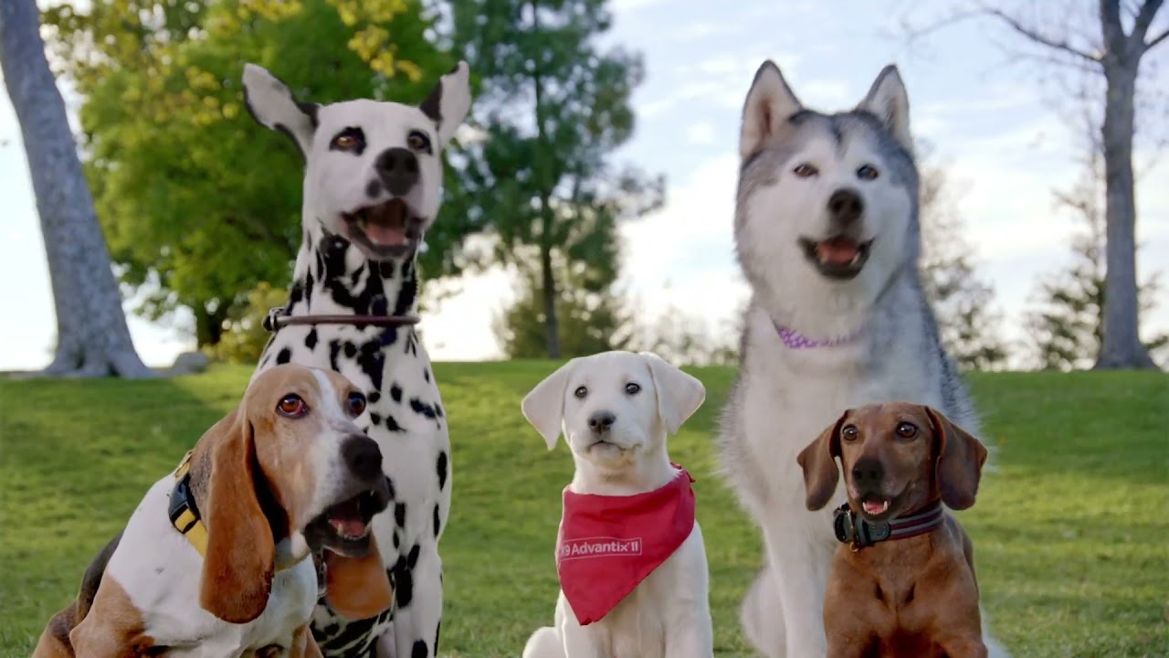 Grimm - K9 Advantix® II for Dogs - Go Get It - YouTube