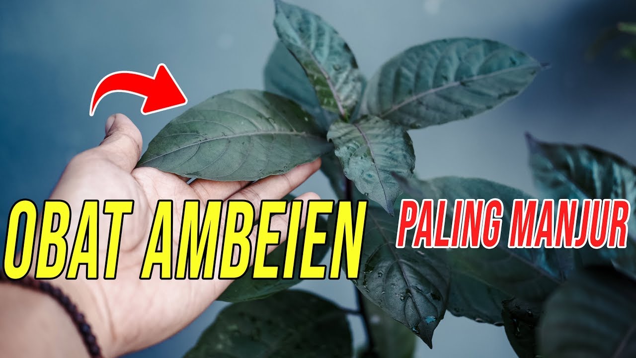 Dokter Kaget!! Ambein/Wasir Sembuh Total Dgn Tanaman Handeuleum/Daun ...