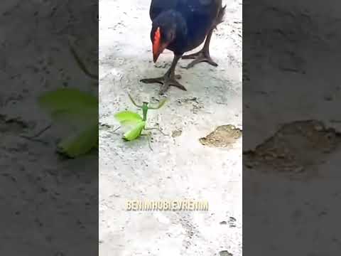 Peygamber devesi Mantis Tavuğa Meydan okuyan 😂