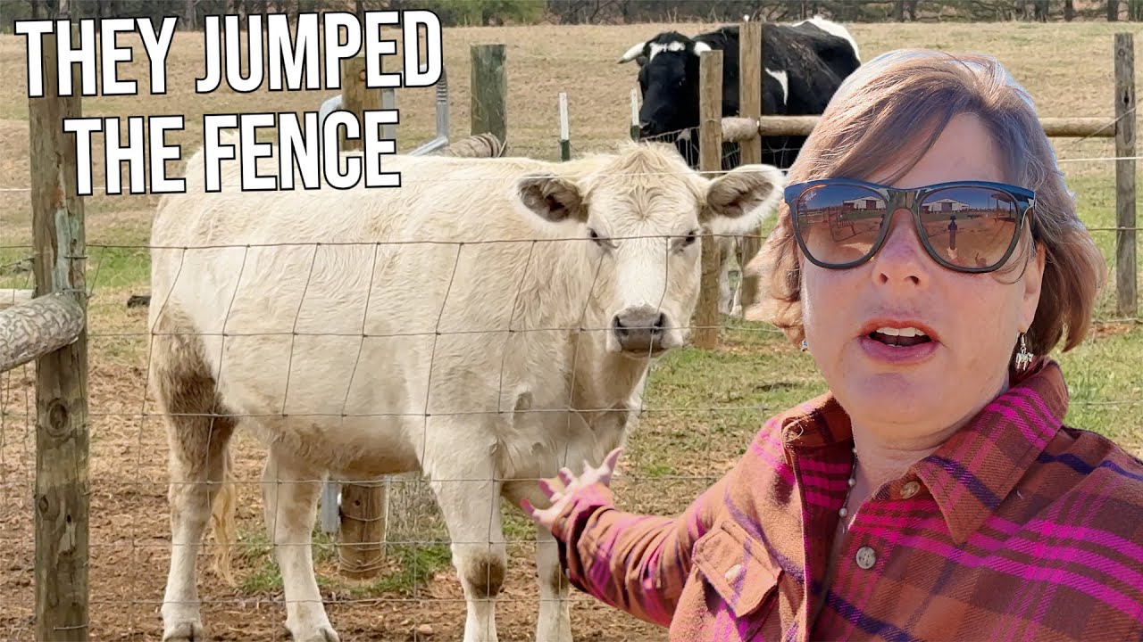 The Cows Just Went Over The Fence! - YouTube