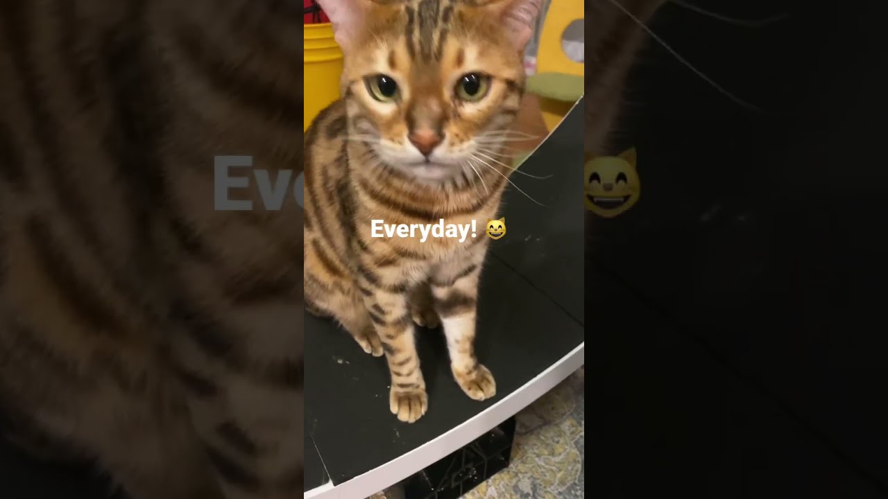 Did you wash yo a#s today? #meow #memes - YouTube