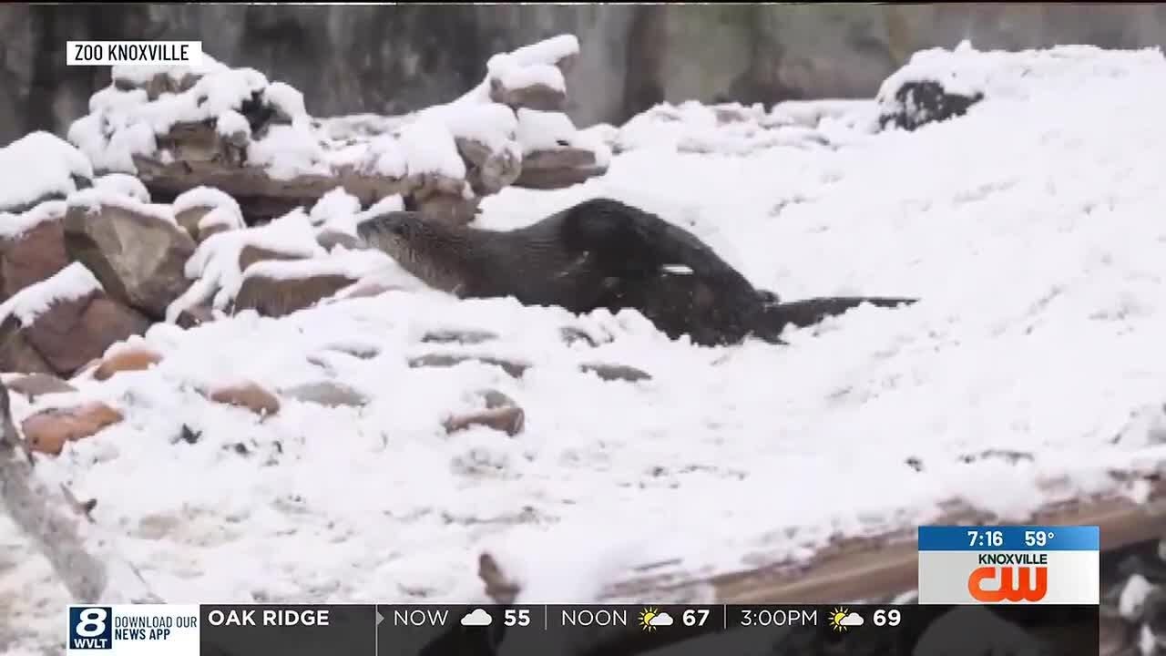 Zoo Knoxville animals prepare to take on winter - YouTube