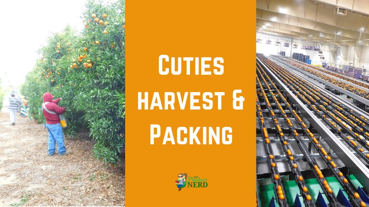 What Is a Cutie Orange? (Brand, Varieties, & Facts) - Eatmuch.blog