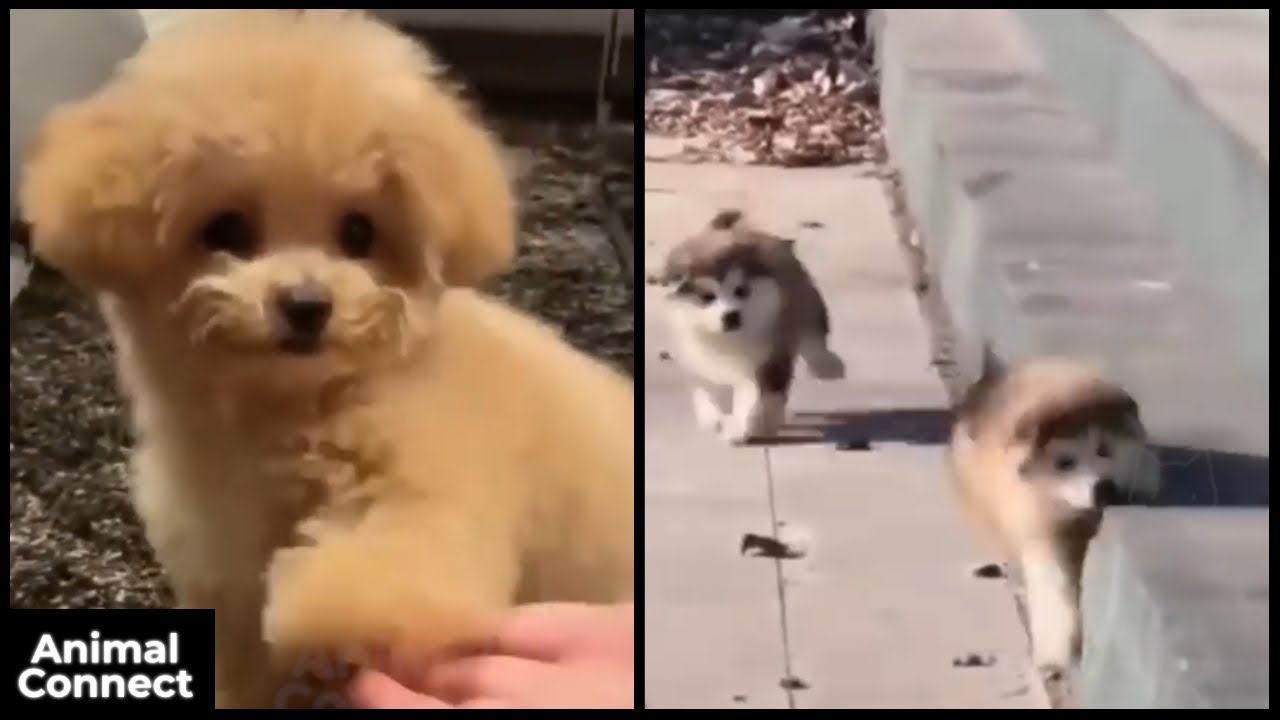 Cute baby animals Videos Compilation cutest moment of the animals ...