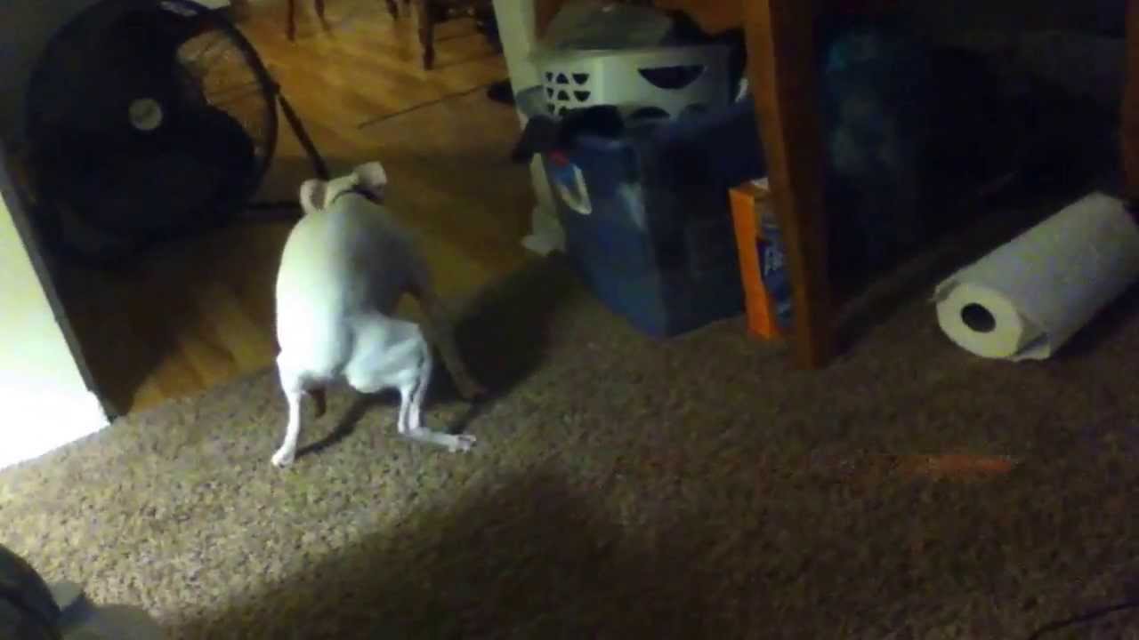 Funniest dog chase flashlight ever (poop) - YouTube