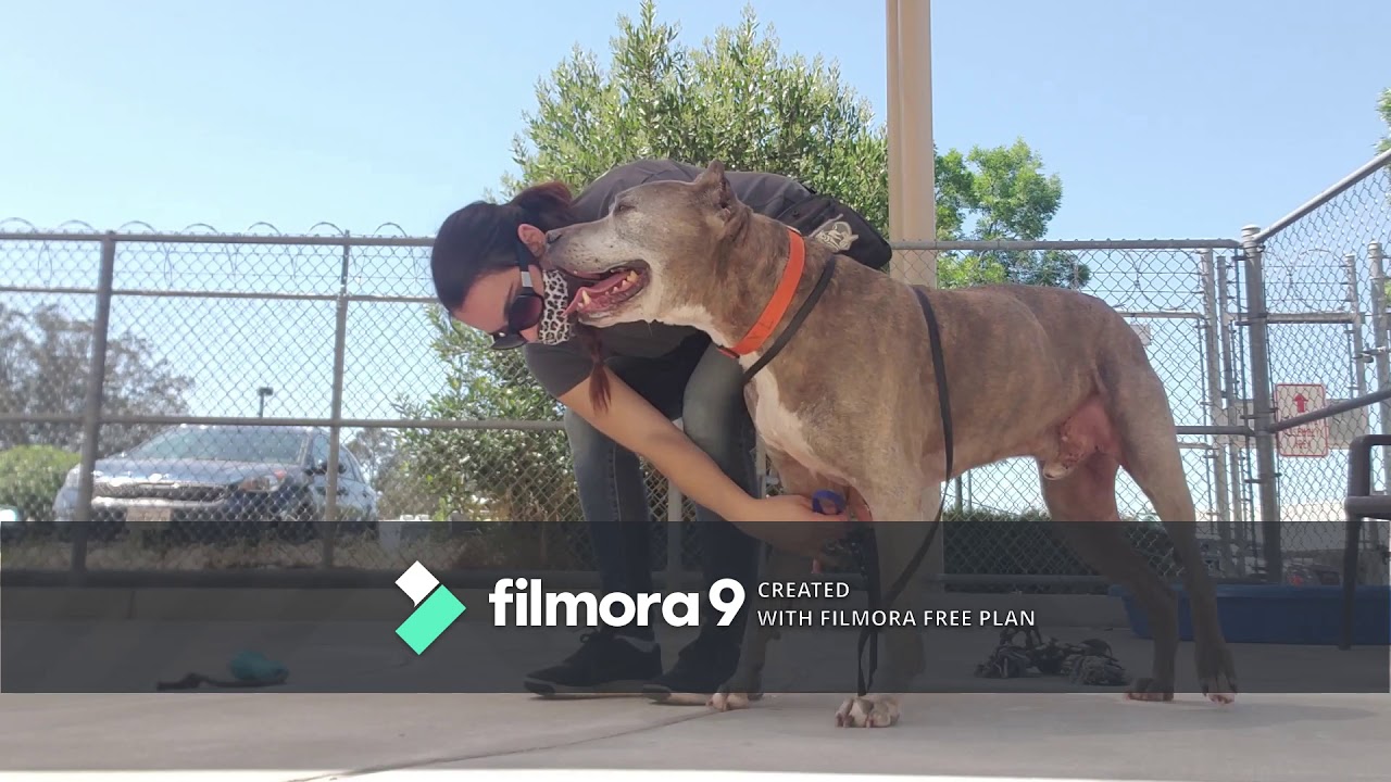 Leash Wrap Tutorial w/Bramble - YouTube