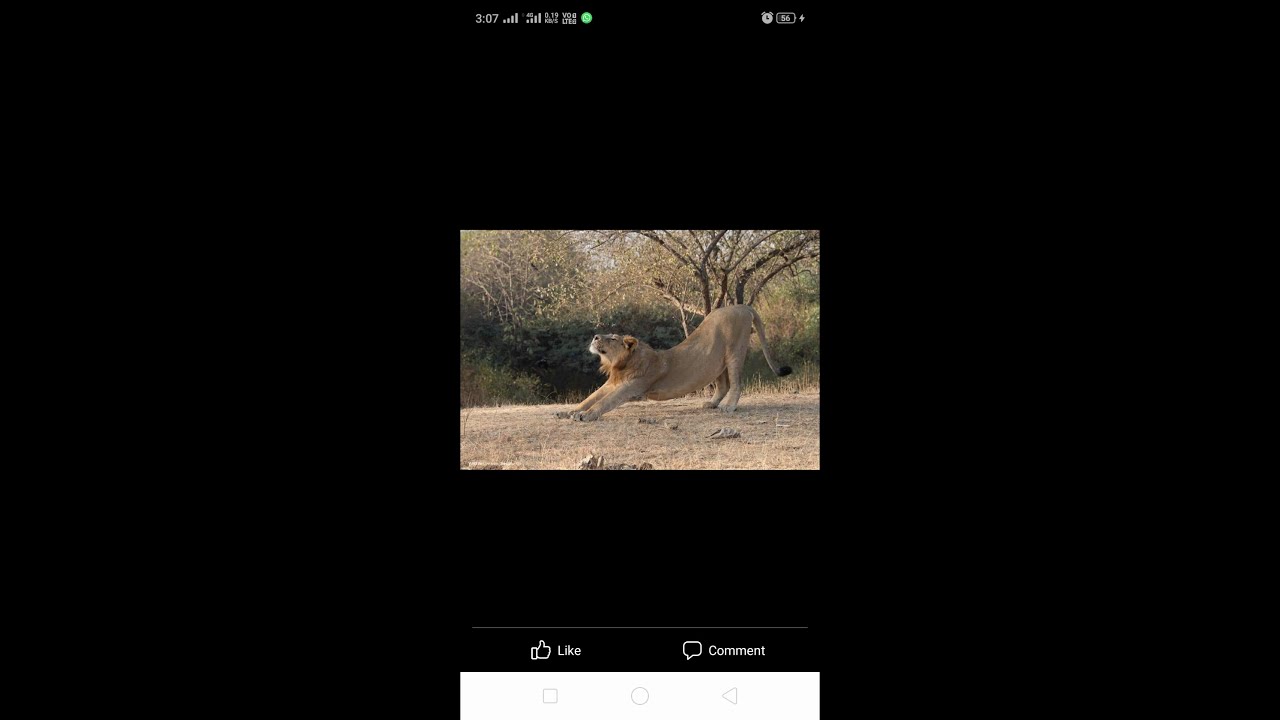 STATE OF GIR - YouTube