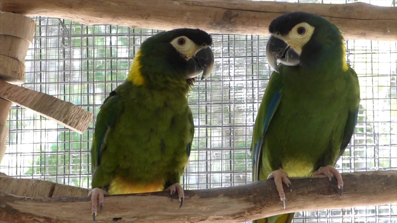 Yellow Collared Macaws breeding pair - YouTube
