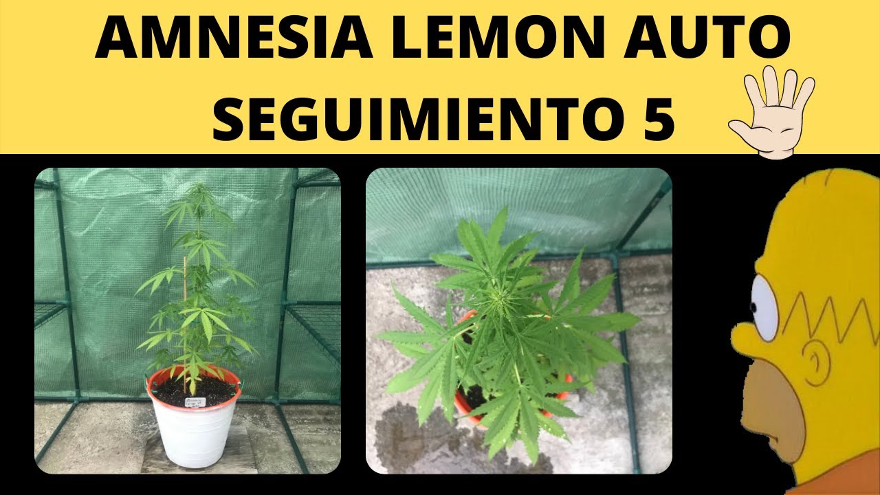 AMENSIA LEMON AUTO V2 SEG 5|SEGUIMIENTO AMNESIA LEMON AUTOFLORECIENTE ...