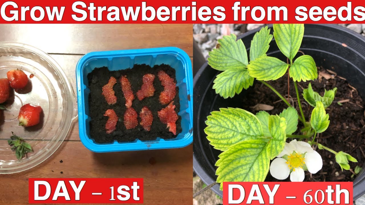 How to Grow Strawberries from seed | Grow Indoors - YouTube