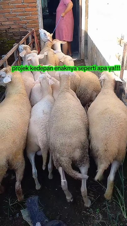 breeding domba full pakan fermentasi - YouTube