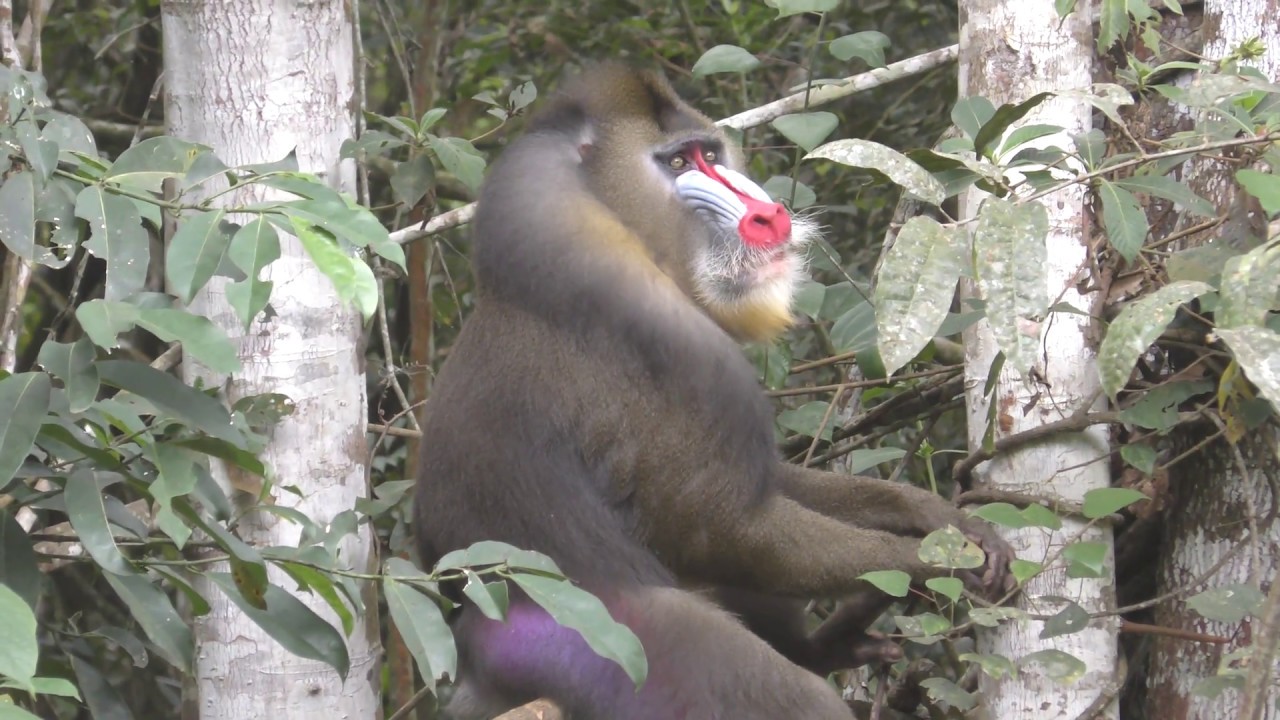 Premolar Mandrill