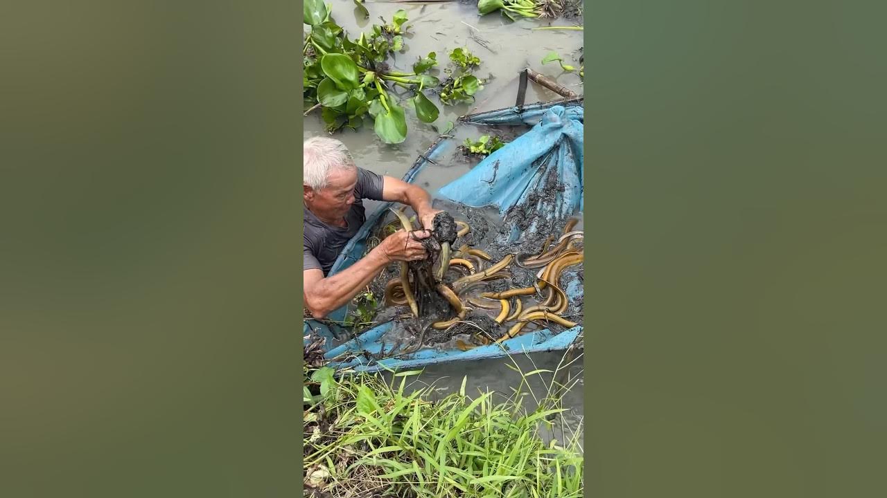 Amazing Giant Eel Fish Trapping Skills - YouTube