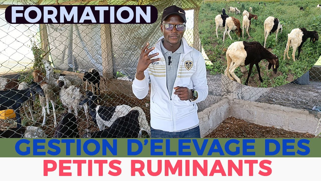 @ELEVAGE DES PETITS RUMINANTS: Gestion et Perspectives Economique - YouTube